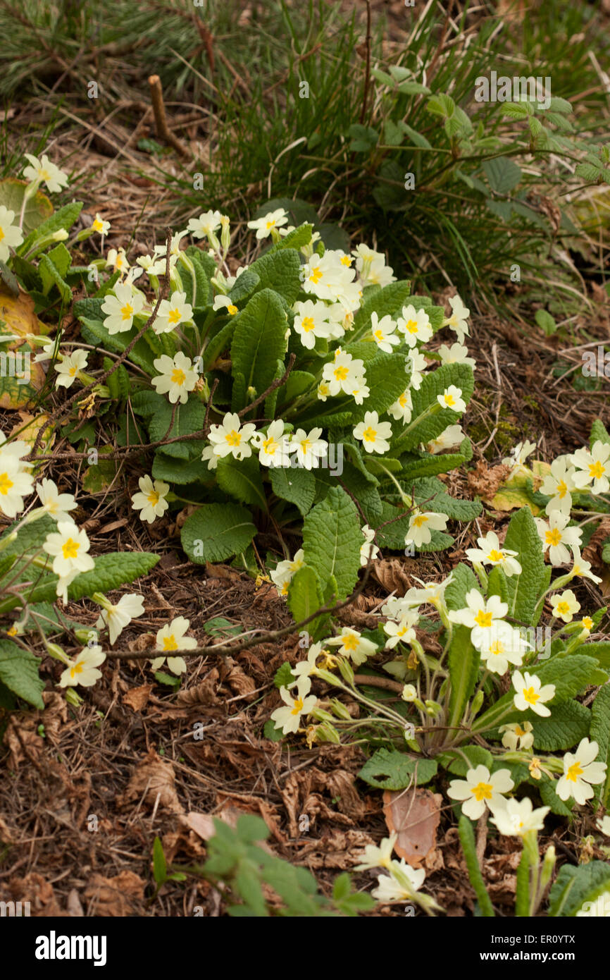 Primroses growing in woodland Stock Photo - Alamy