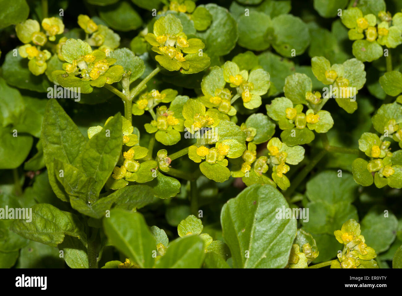 Opposite-leaved golden saxifrage Stock Photo - Alamy