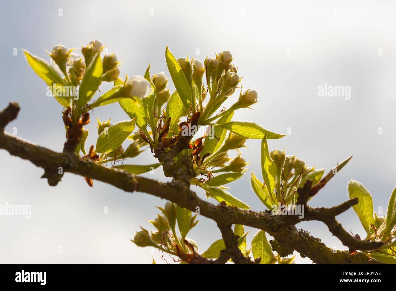 Cherry tree blossom opening Stock Photo - Alamy