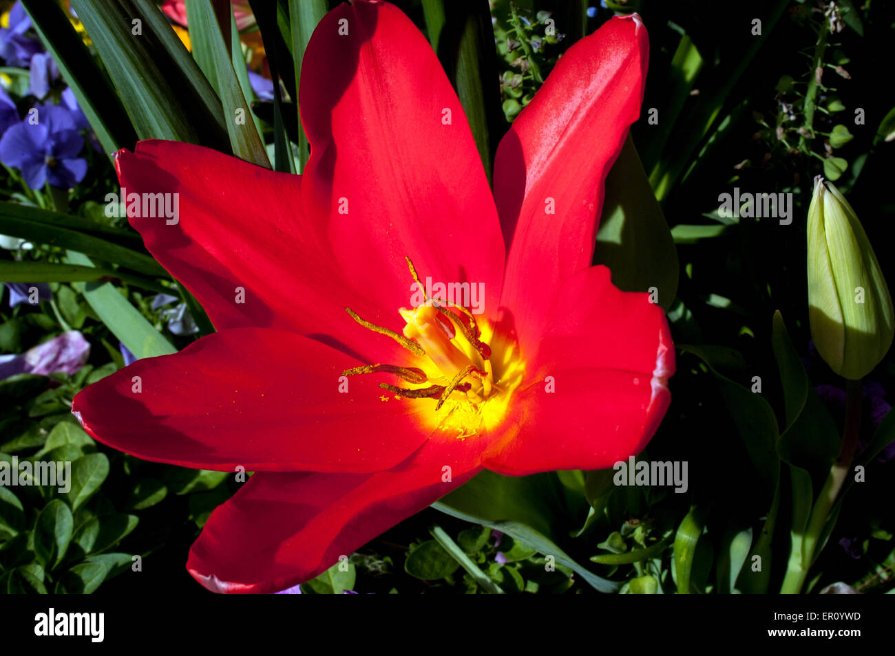 Single red tulip in full bloom in a garden Stock Photo - Alamy