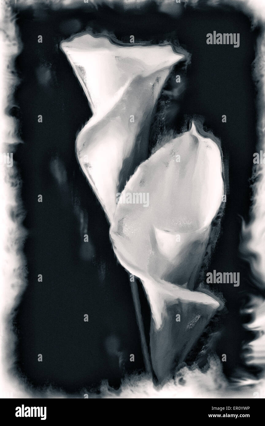 Two calla lilies upright on a black background. Painterly version ...