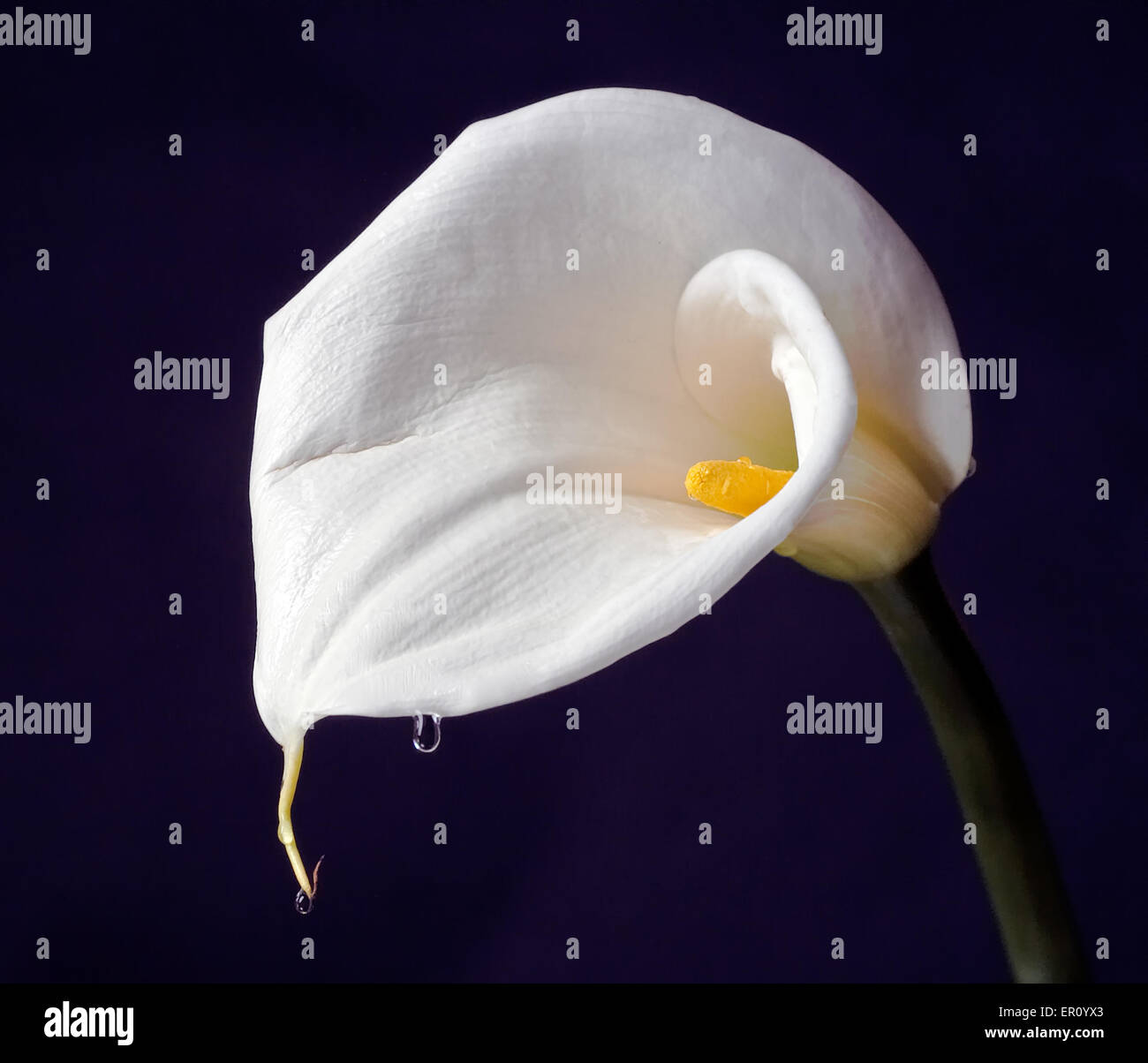 Single calla lilies close-up with water beads dripping. Solid black ...