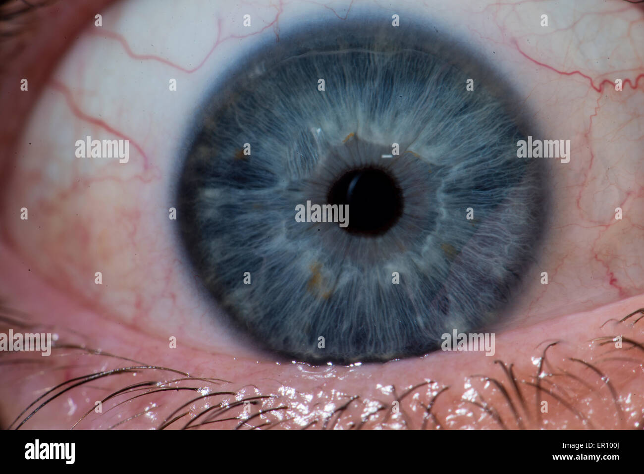 Animal a humano hi-res stock photography and images - Alamy