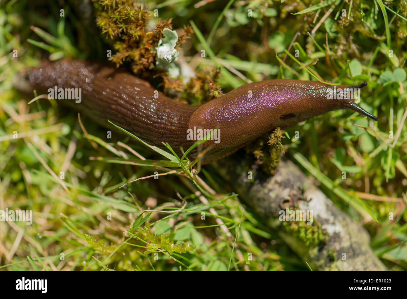 Slug Arion spp. moving across grass and mosses, France Stock Photo - Alamy