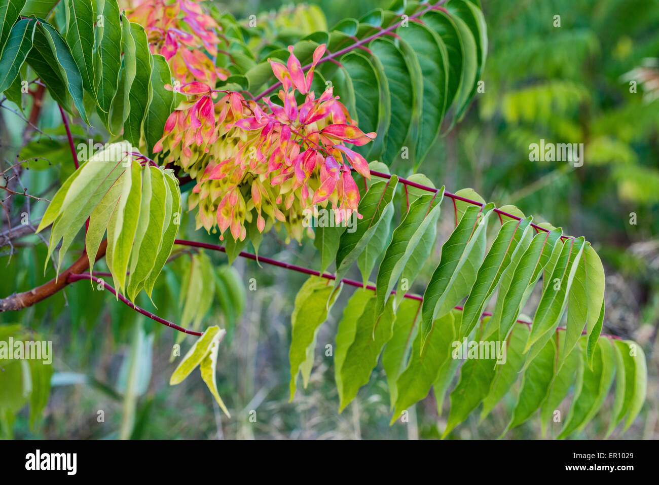 Plante invasive hi-res stock photography and images - Alamy