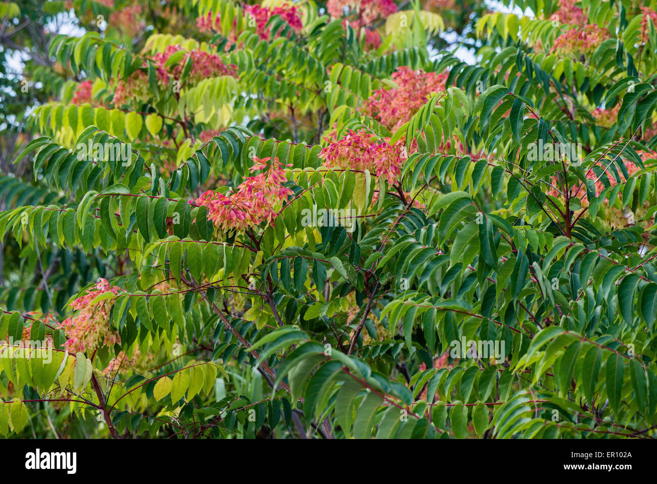 Plante invasive hi-res stock photography and images - Alamy