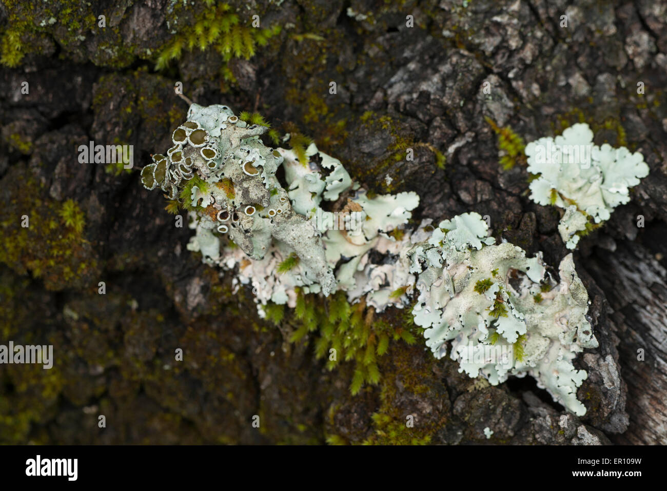 Fruit bodies of a white lichen, Spain Stock Photo - Alamy