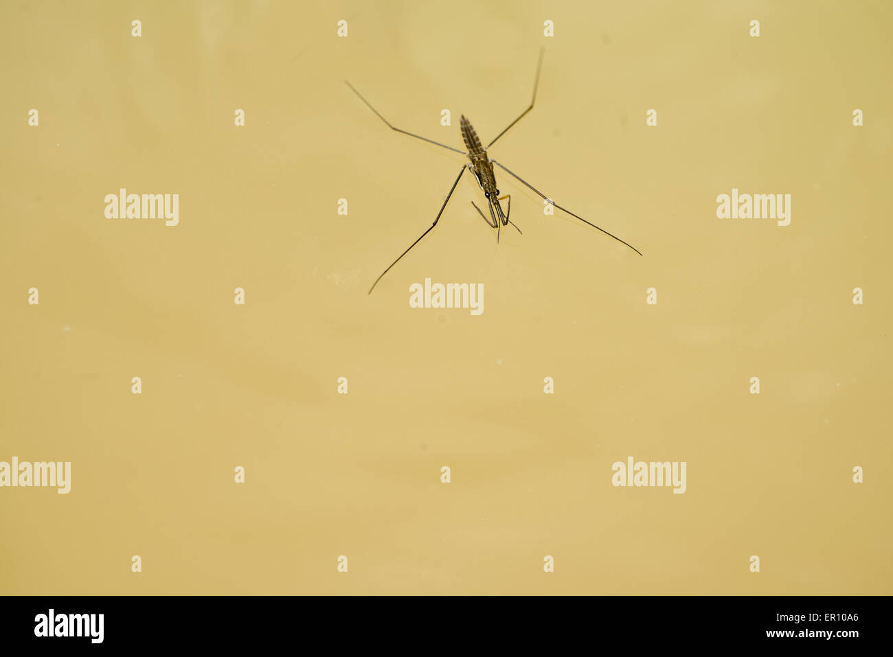 Heteropteran predator swimming on shallow water Stock Photo - Alamy