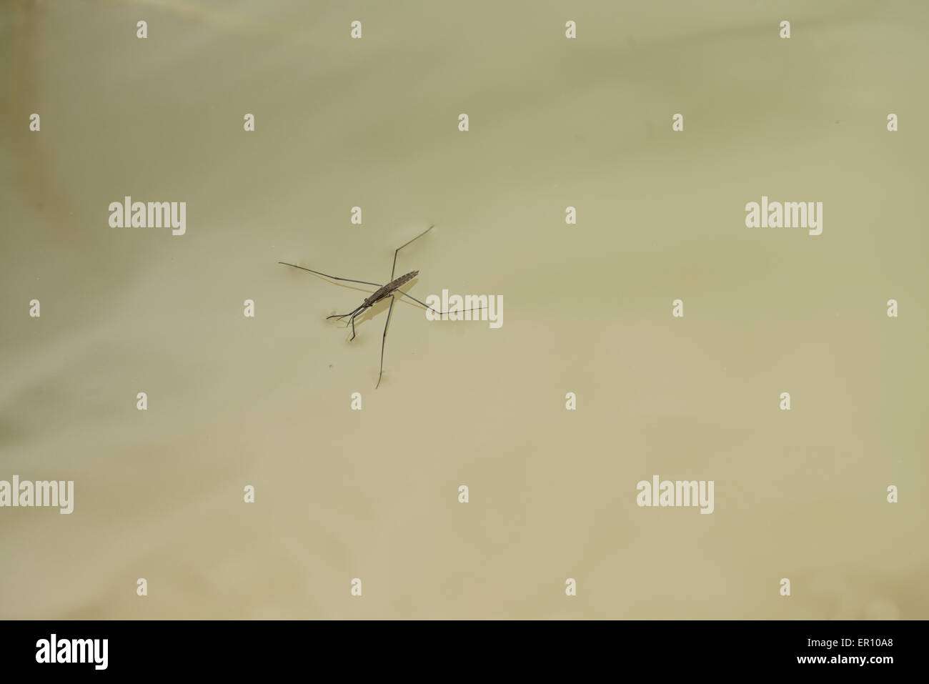 Heteropteran predator swimming on shallow water Stock Photo - Alamy