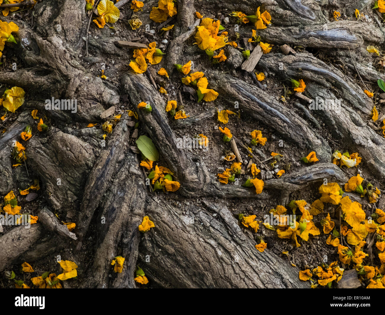 Superficial tree roots hi-res stock photography and images - Alamy