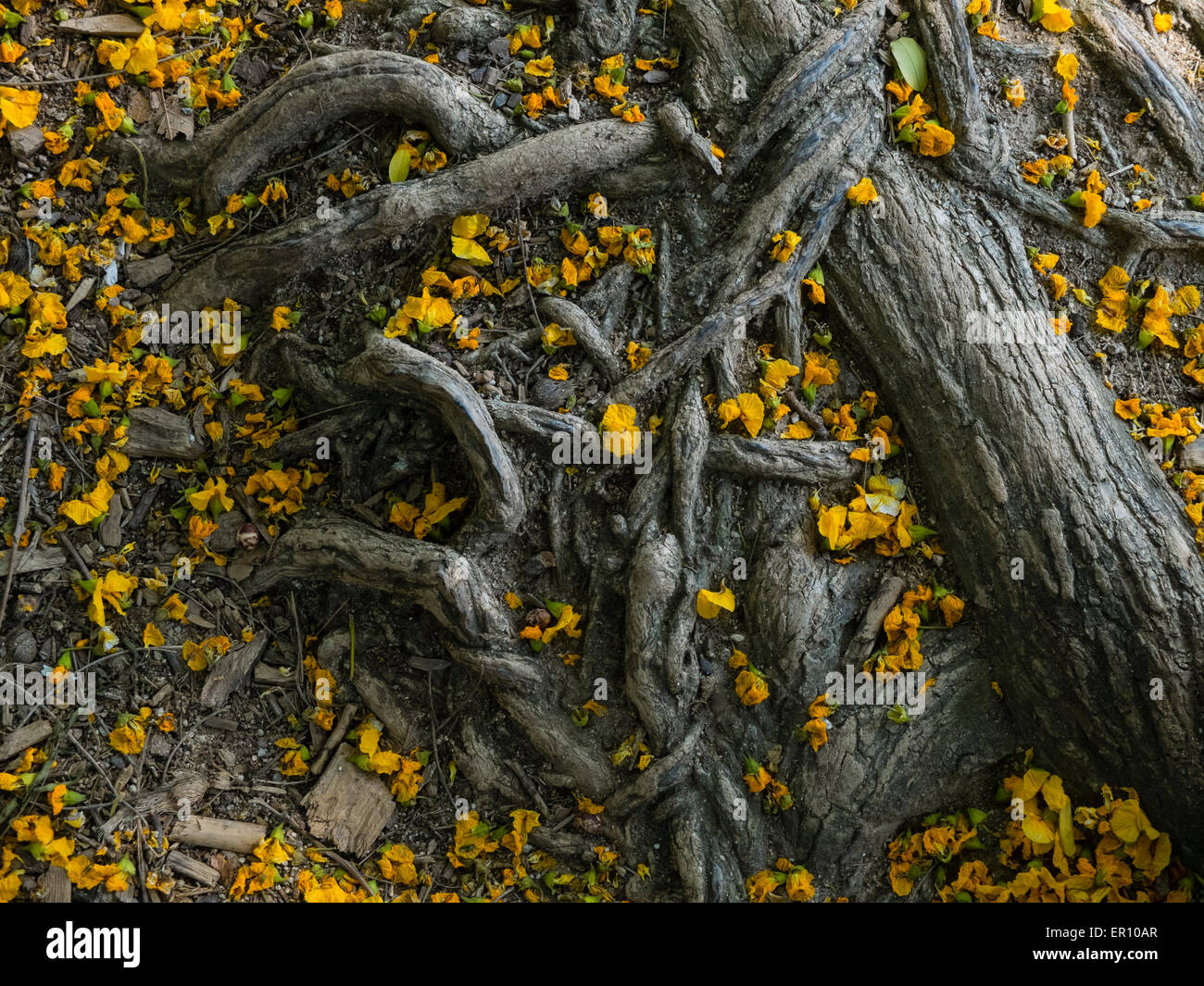 Superficial tree roots hi-res stock photography and images - Alamy