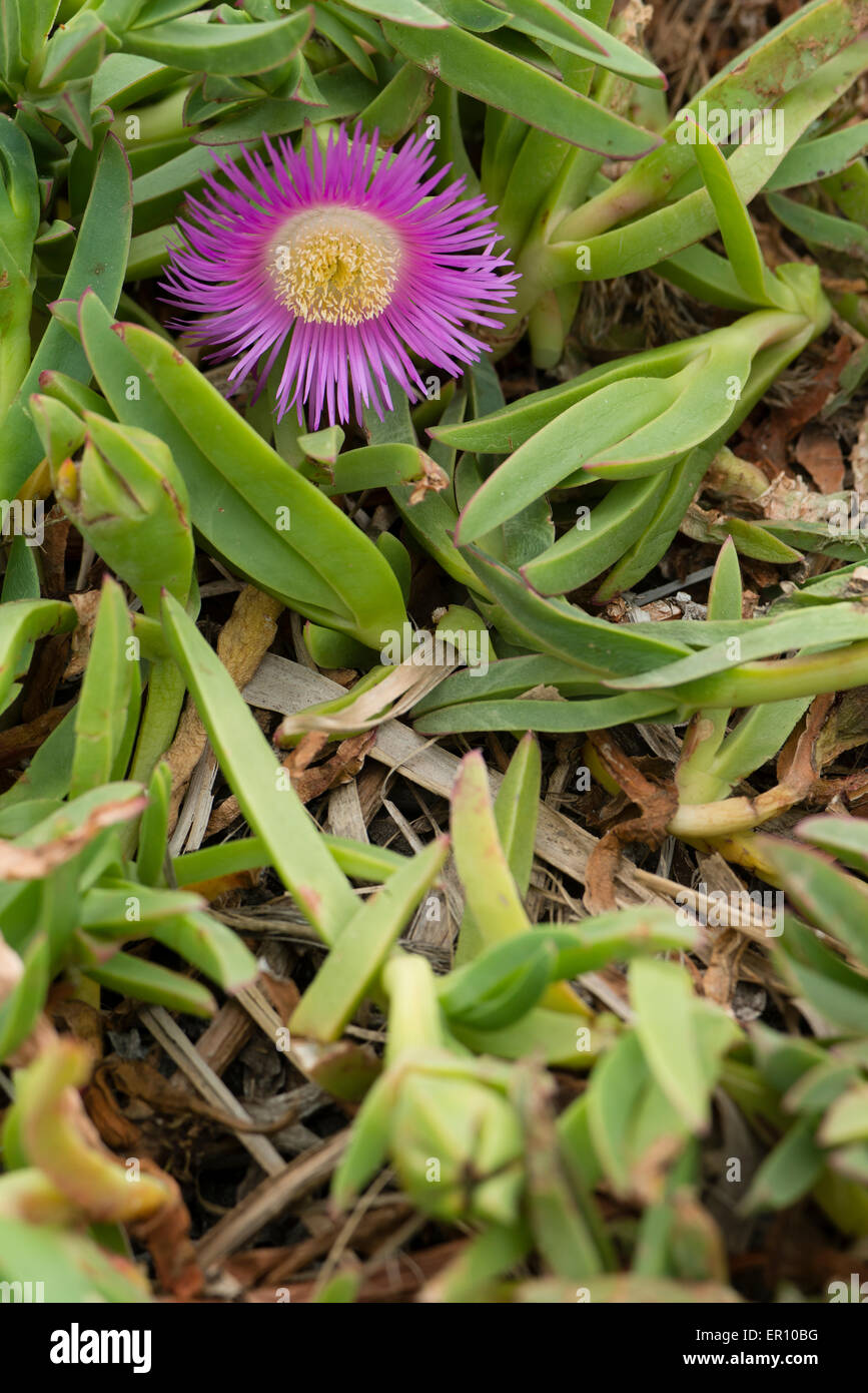 Carpobrotus edulis is a South African original plant now known as ...