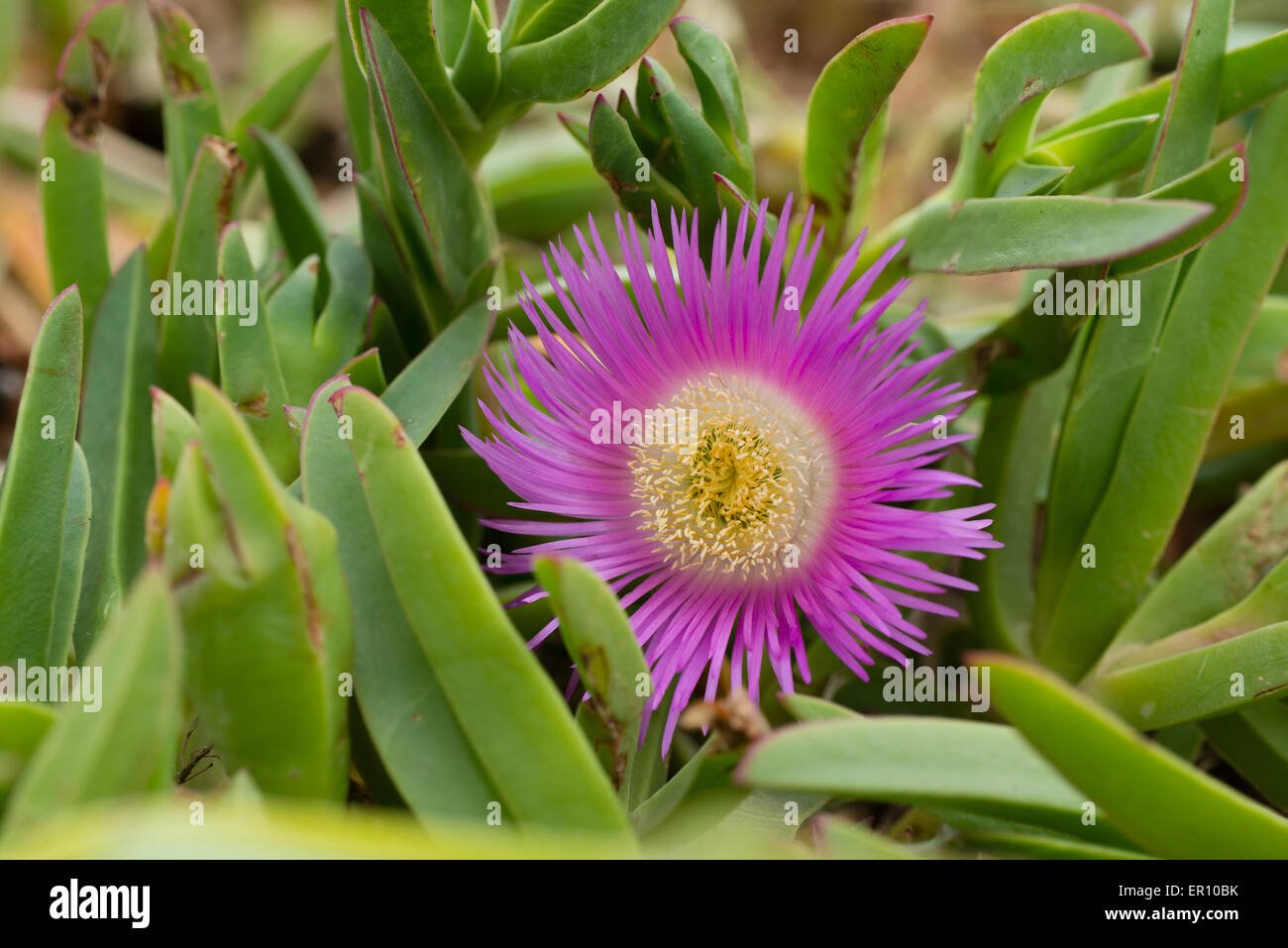 Carpobrotus edulis is a South African original plant now known as ...