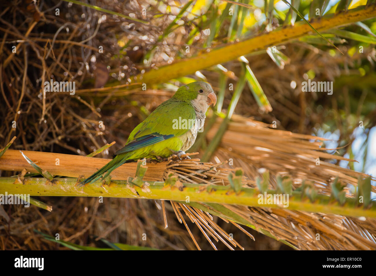 Individuals of Myioppsitta monachus, the Monk parakeet within Palm ...