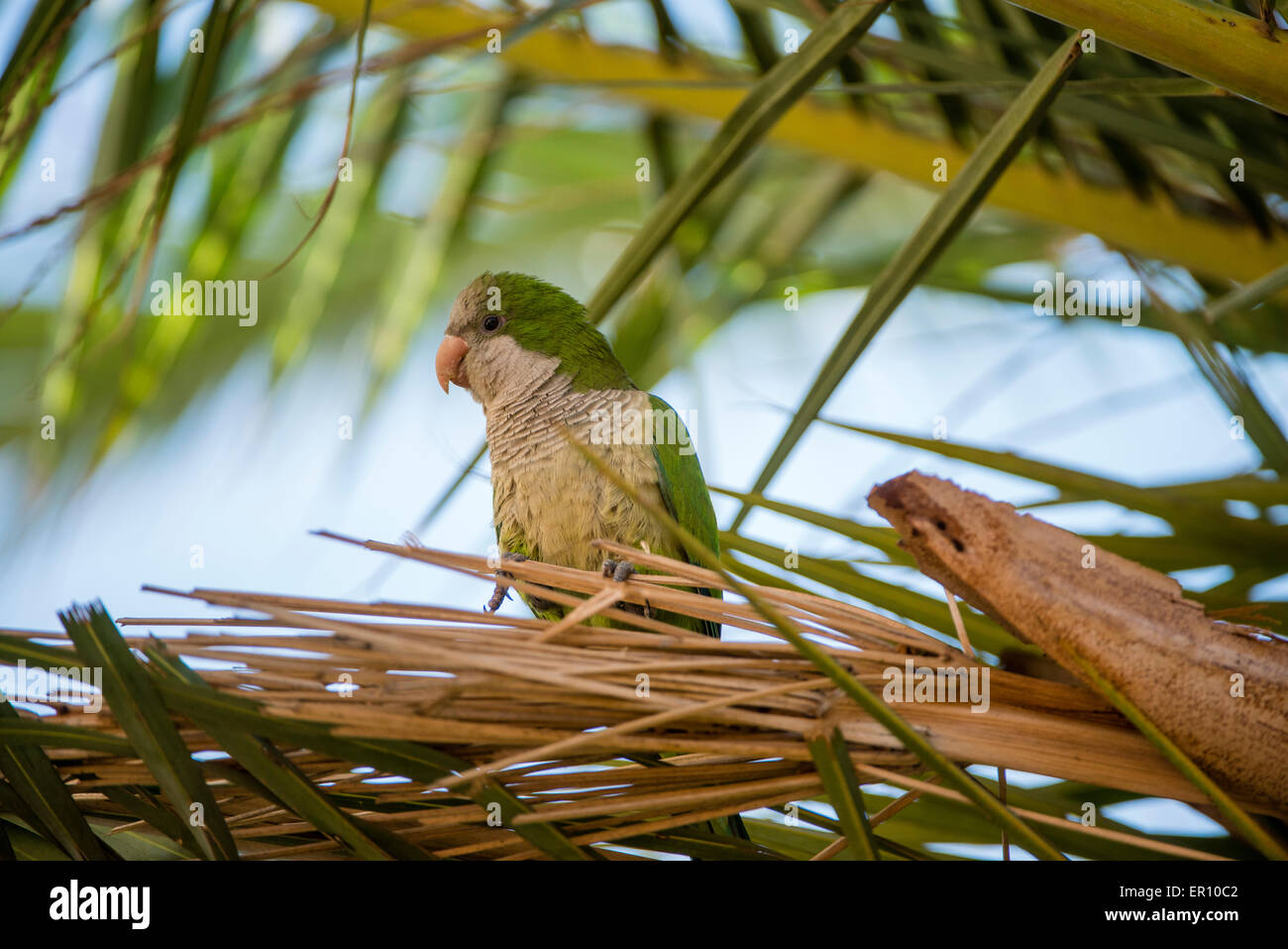 Individuals of Myioppsitta monachus, the Monk parakeet within Palm ...