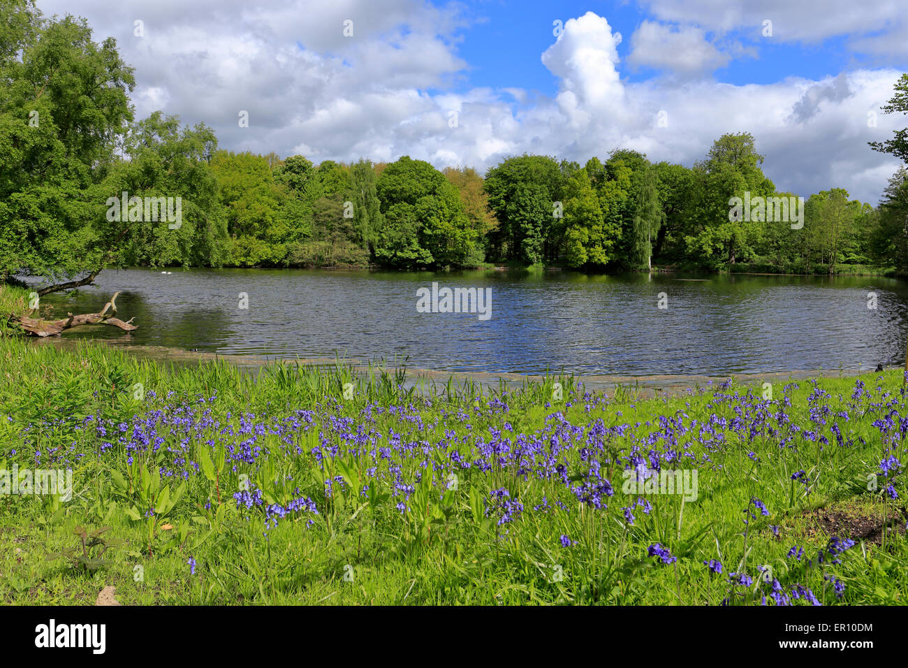 Bluebells by the Lower lake Nostell Priory Parkland a National Trust ...