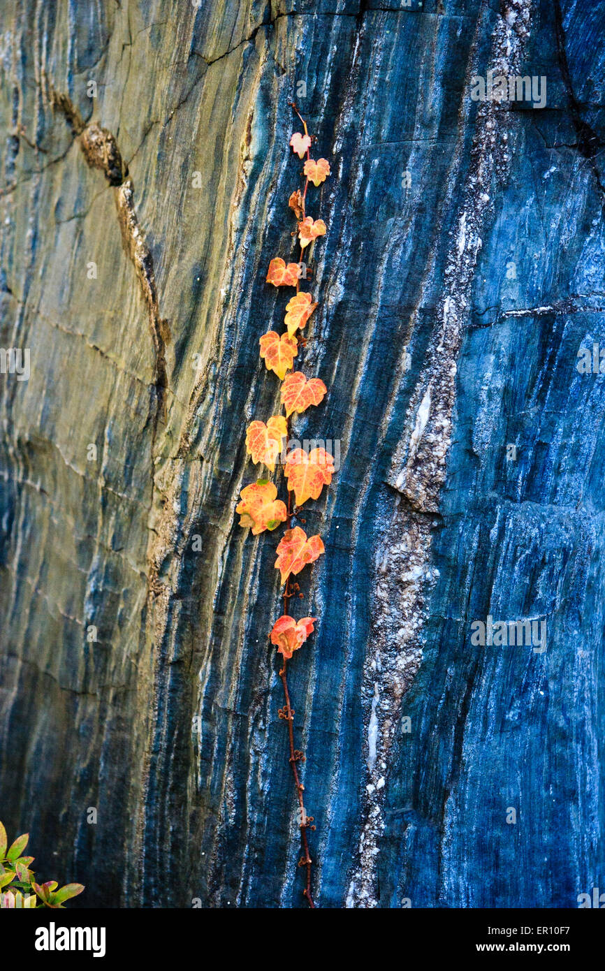 Japan. Vine of orange leaves clinging to a rock, deep green and blue ...