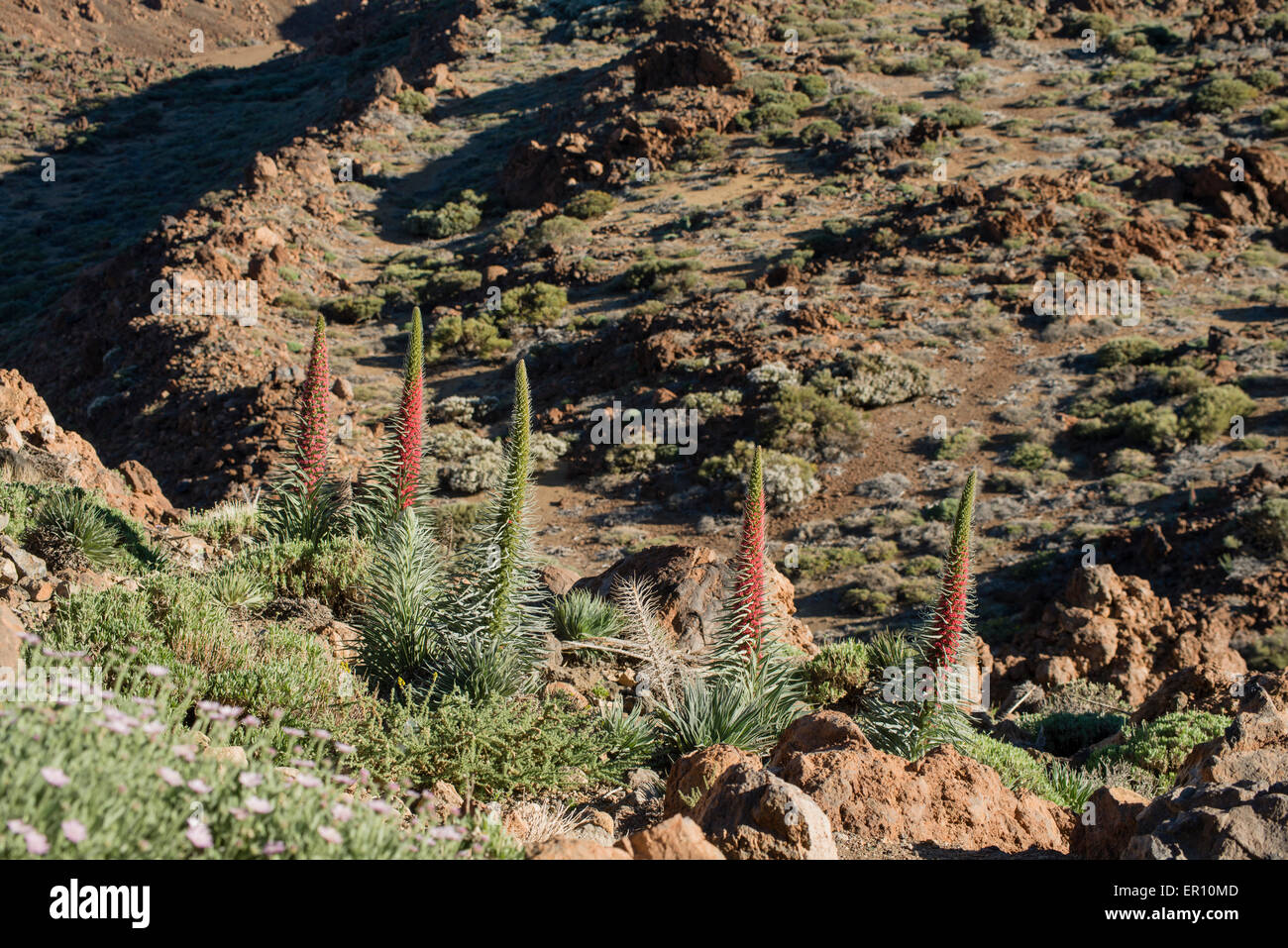 The Red Bugloss (Tajinaste Rojo in Spanish, Echium wildpretii) is an ...