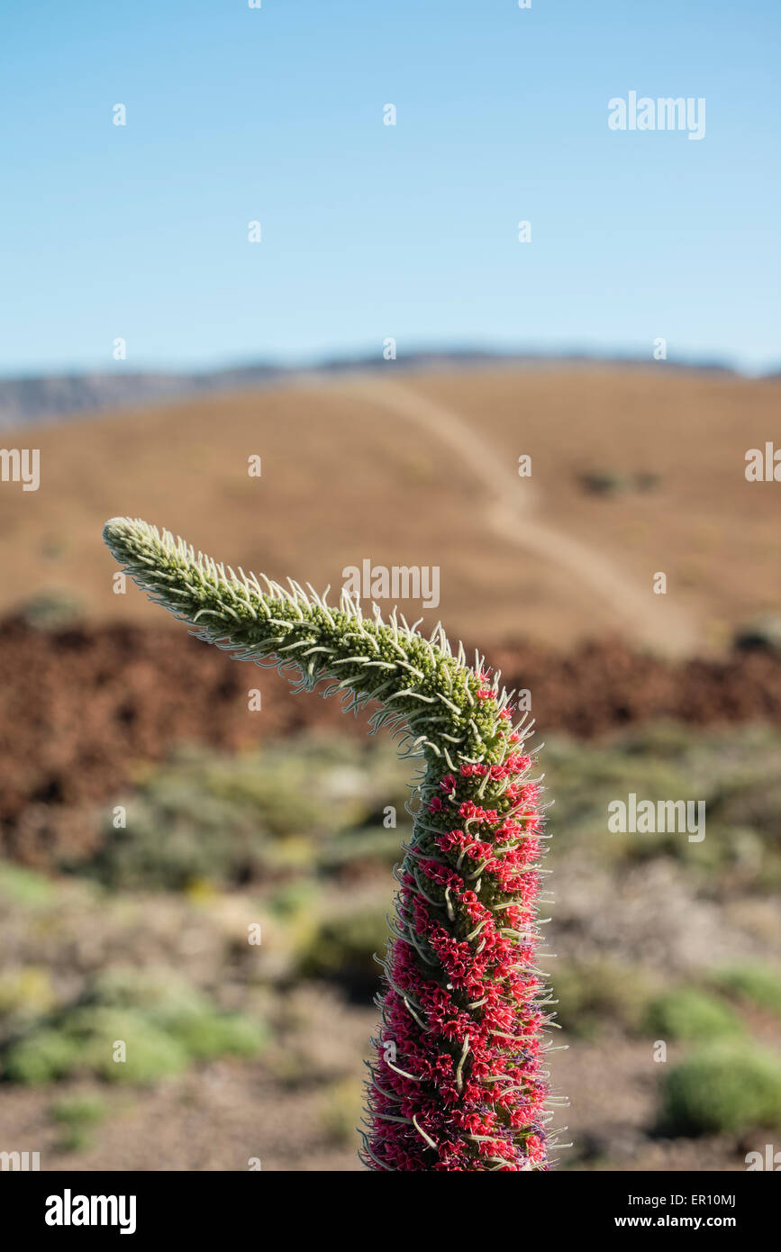 The Red Bugloss (Tajinaste Rojo in Spanish, Echium wildpretii) is an ...