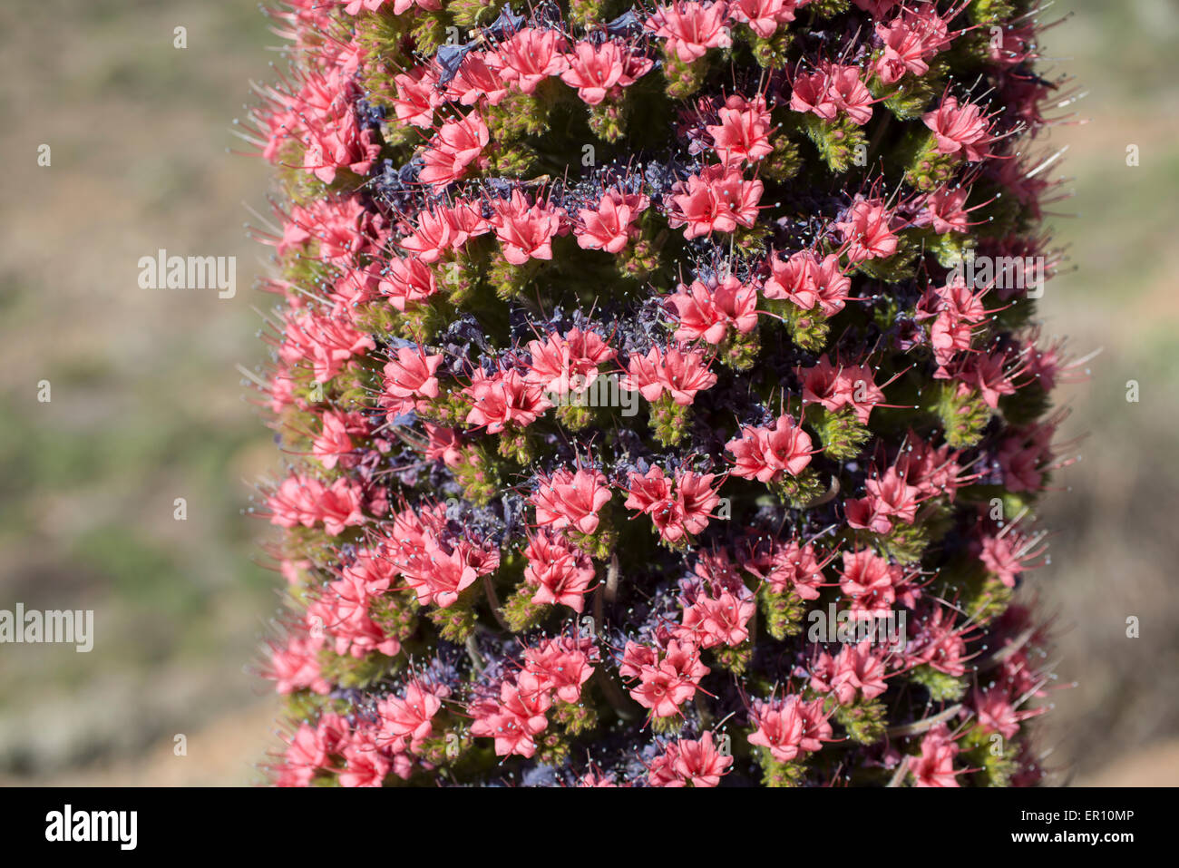 The Red Bugloss (Tajinaste Rojo in Spanish, Echium wildpretii) is an ...