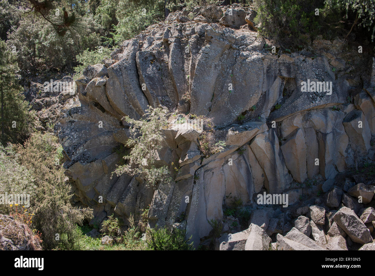 Volcano rose, Tenerife, Canary islands, Spain Stock Photo - Alamy