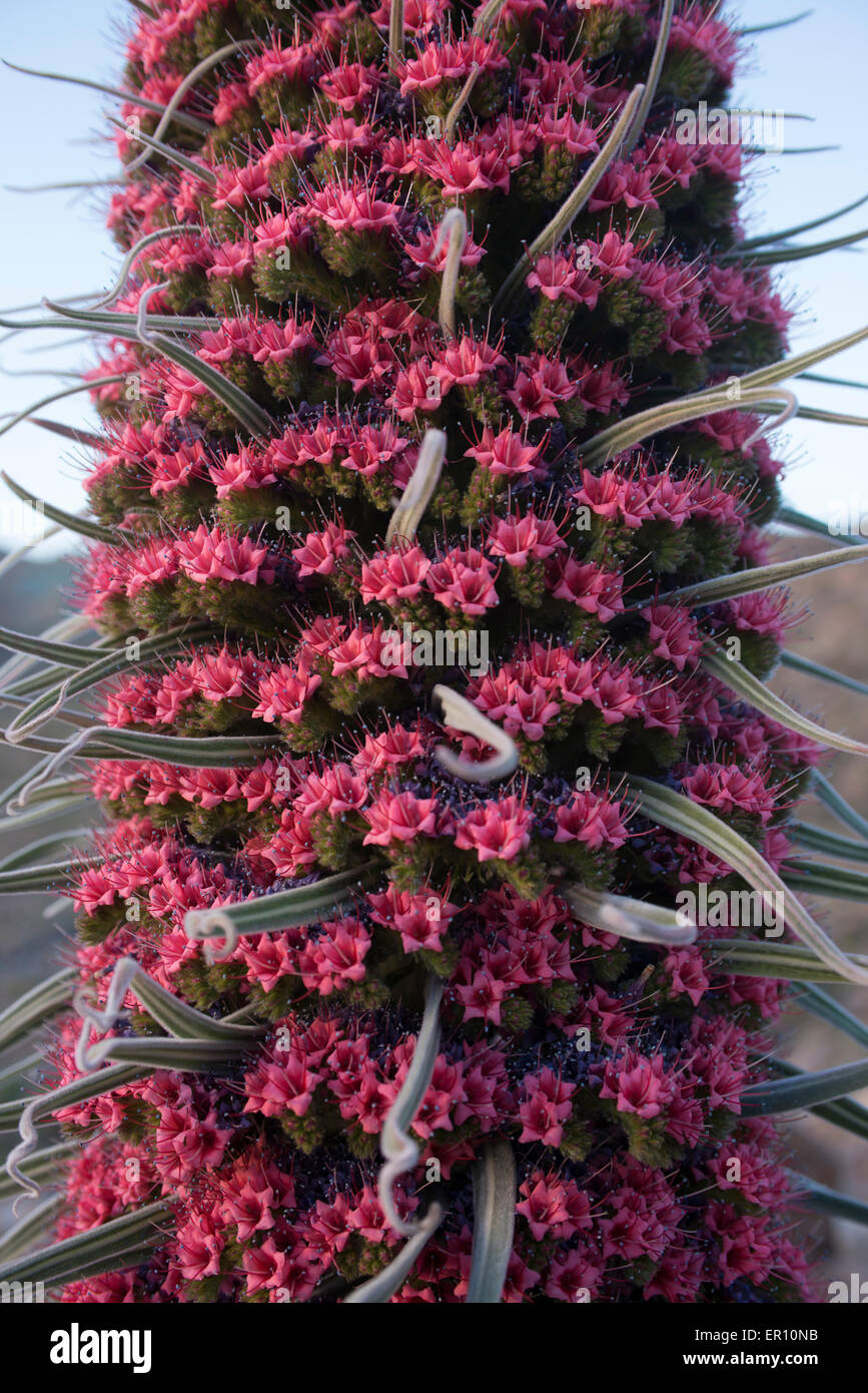 The Red Bugloss (Tajinaste Rojo in Spanish, Echium wildpretii) is an ...