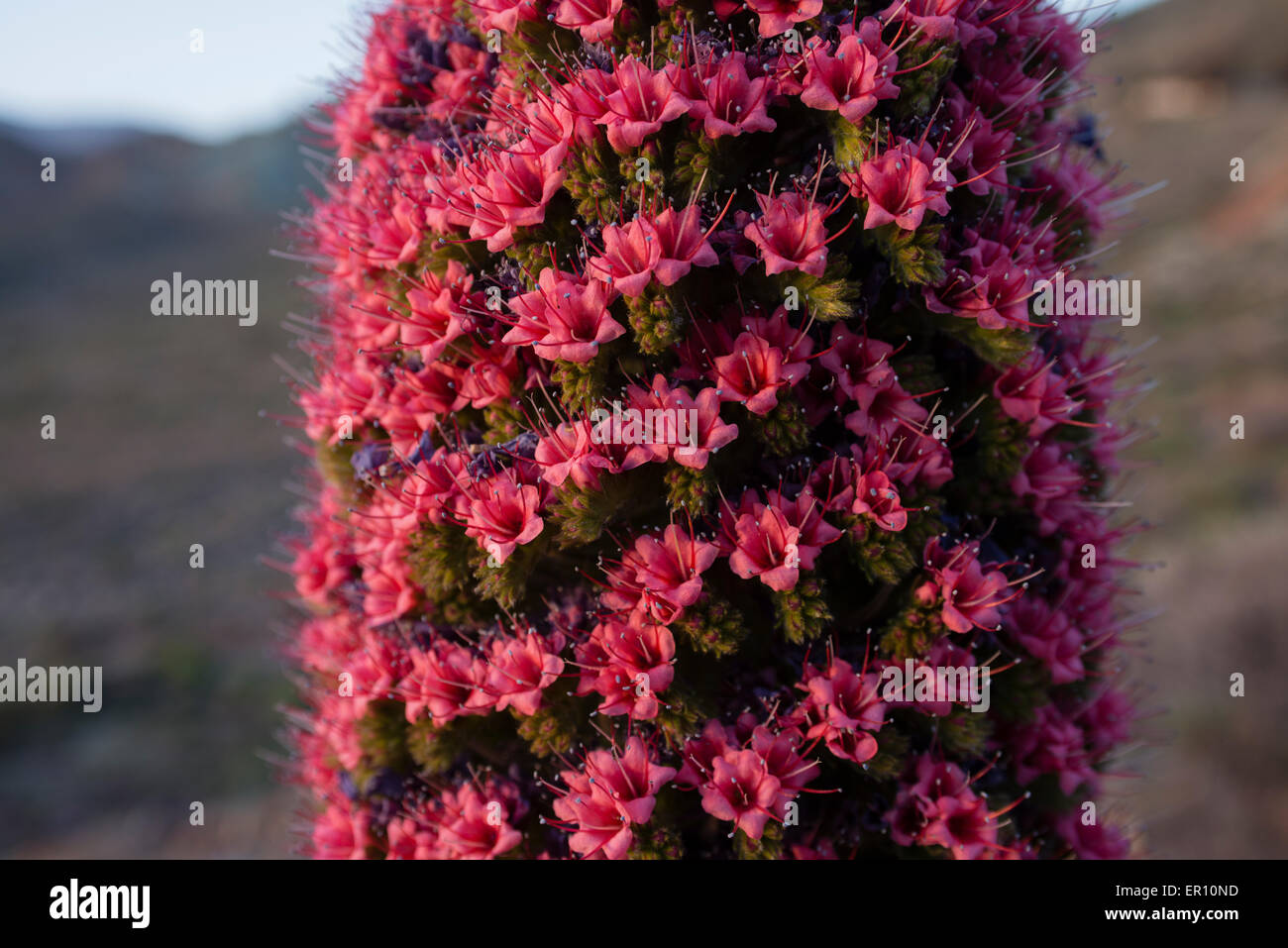 The Red Bugloss (Tajinaste Rojo in Spanish, Echium wildpretii) is an ...