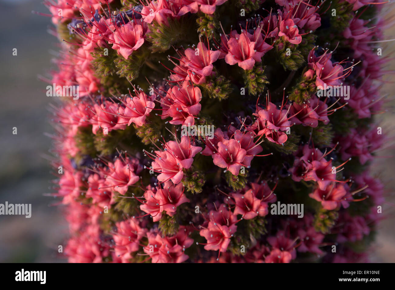 The Red Bugloss (Tajinaste Rojo in Spanish, Echium wildpretii) is an ...