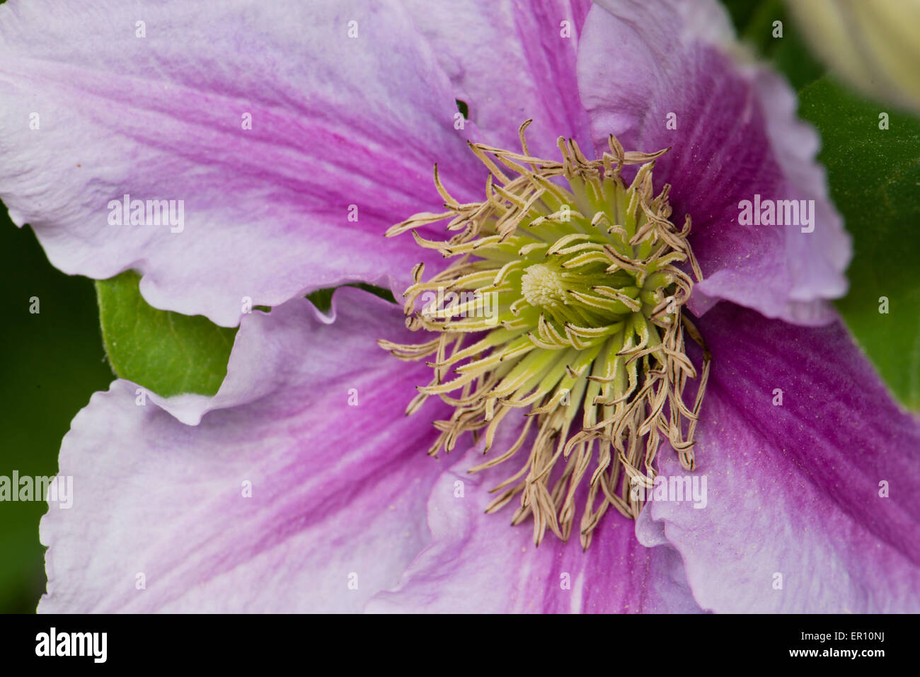 Clematis flower close-up, Spain Stock Photo - Alamy
