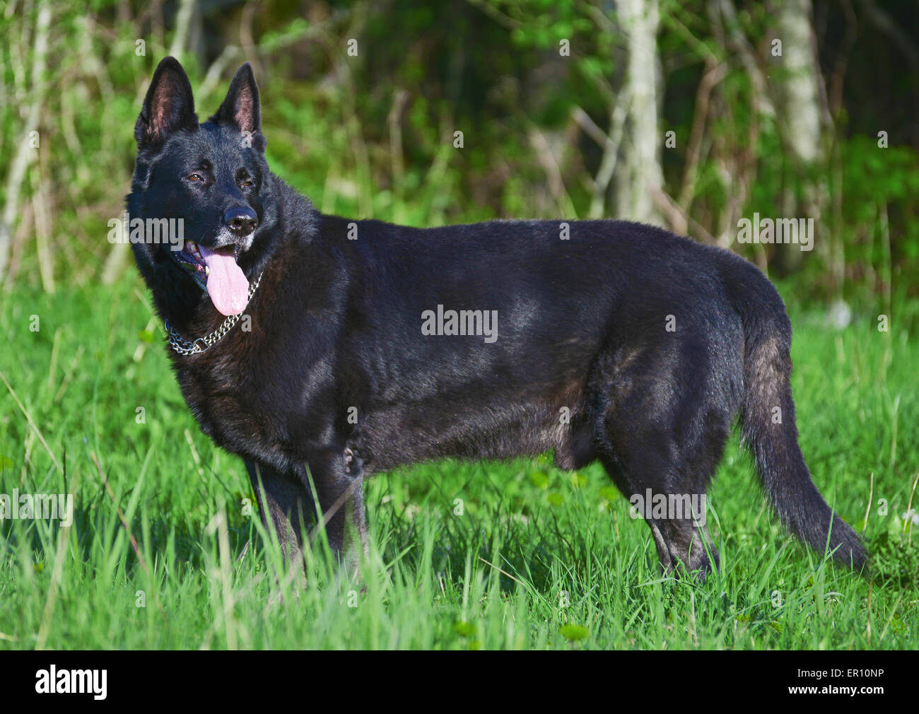 Black german shepherd hi-res stock photography and images - Alamy