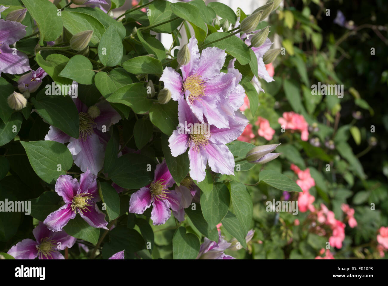Clematis flower close-up, Spain Stock Photo - Alamy