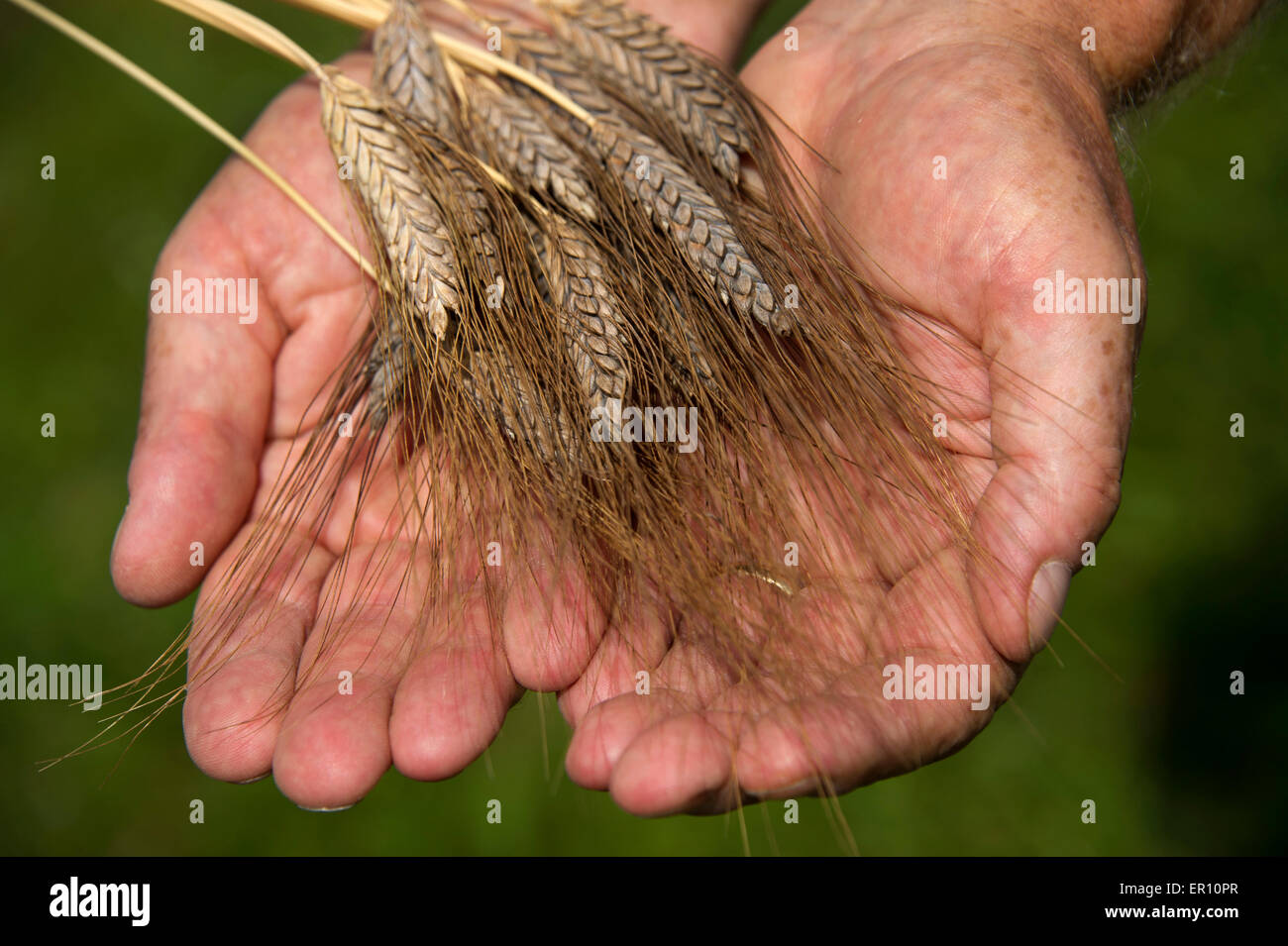 Spelt being grown in fields hi-res stock photography and images - Alamy