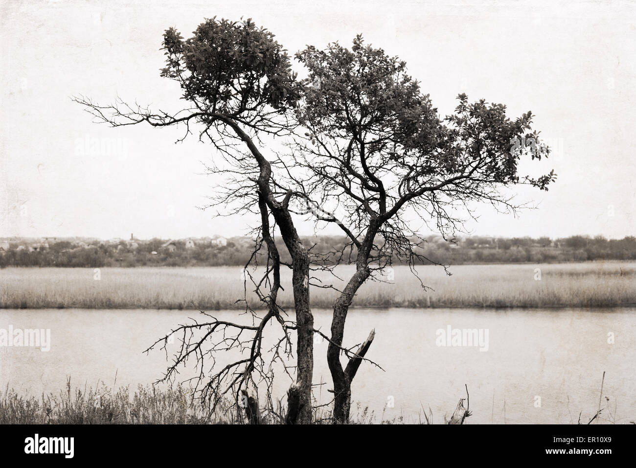 Artwork in retro painting style, trees near the river Stock Photo - Alamy