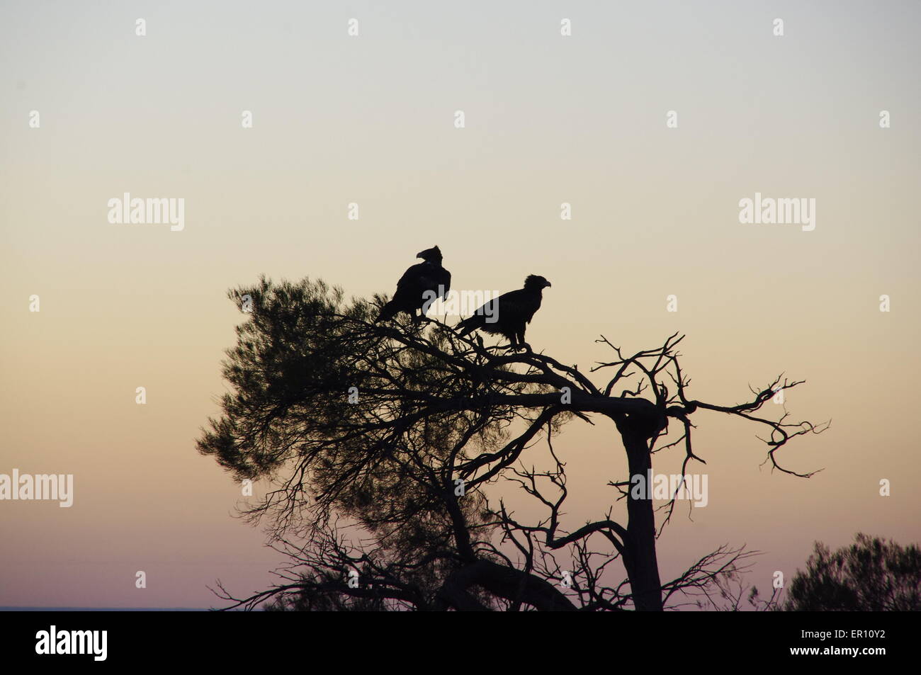 Two Crows at dawn in the Australian desert Stock Photo - Alamy