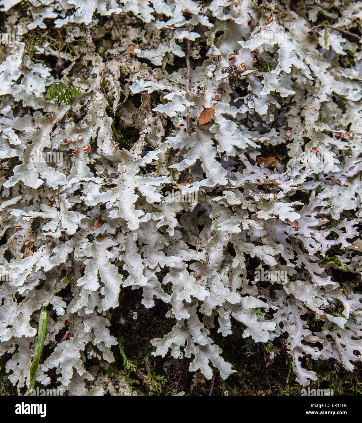 Gray lichens High Resolution Stock Photography and Images - Alamy