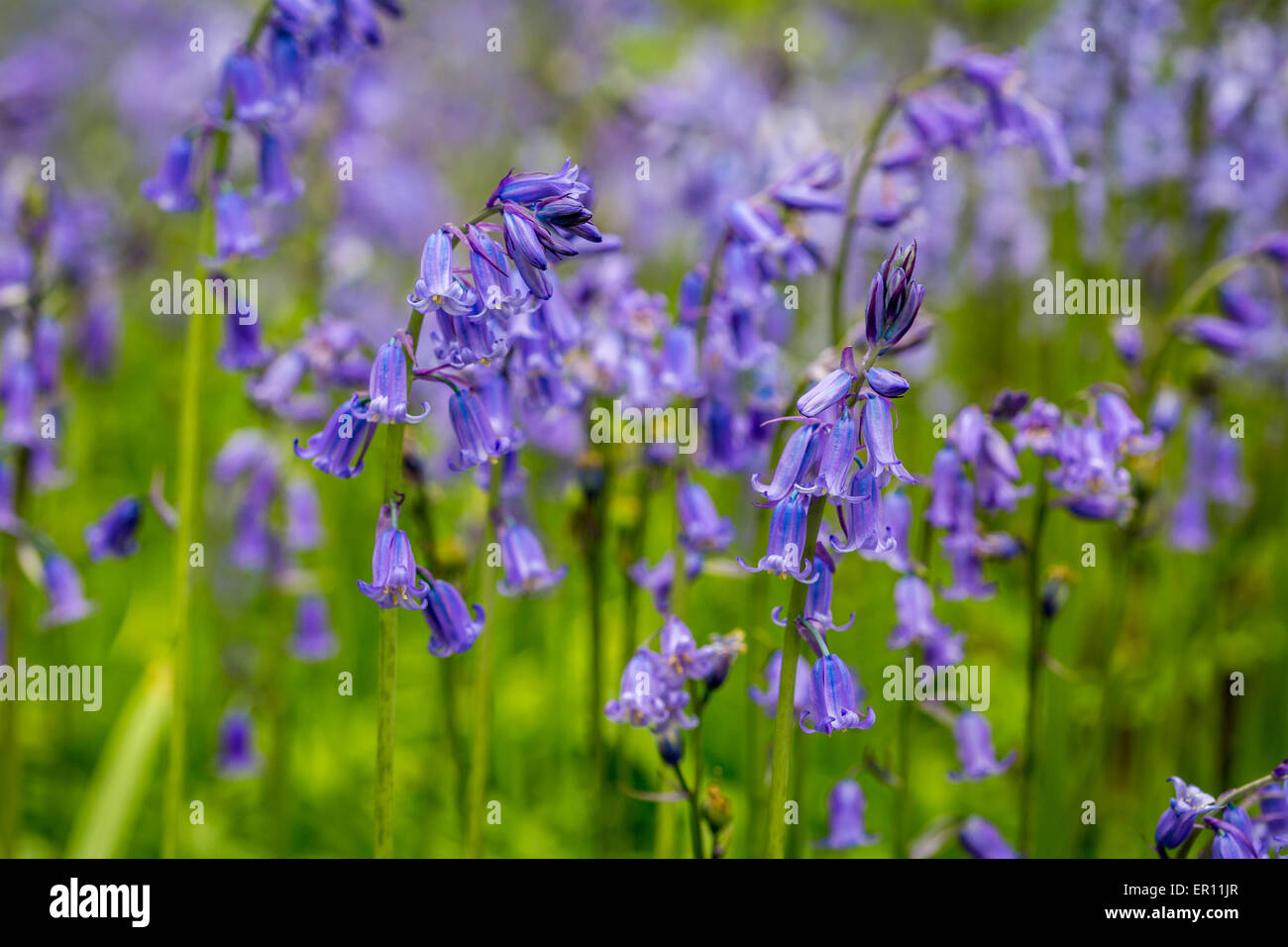 Bluebell wood cornwall england uk Stock Photo - Alamy