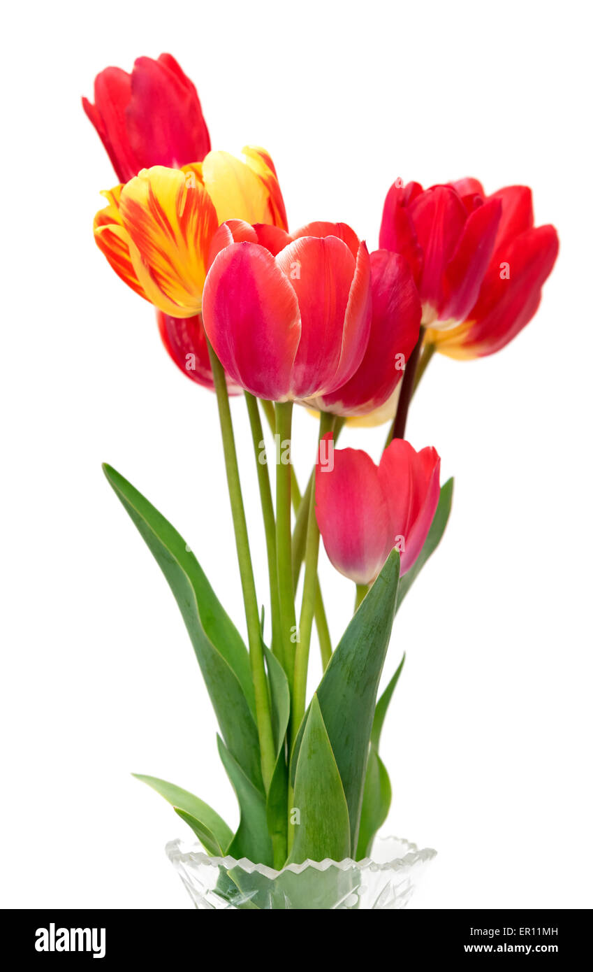 Tuli flower hi-res stock photography and images - Alamy