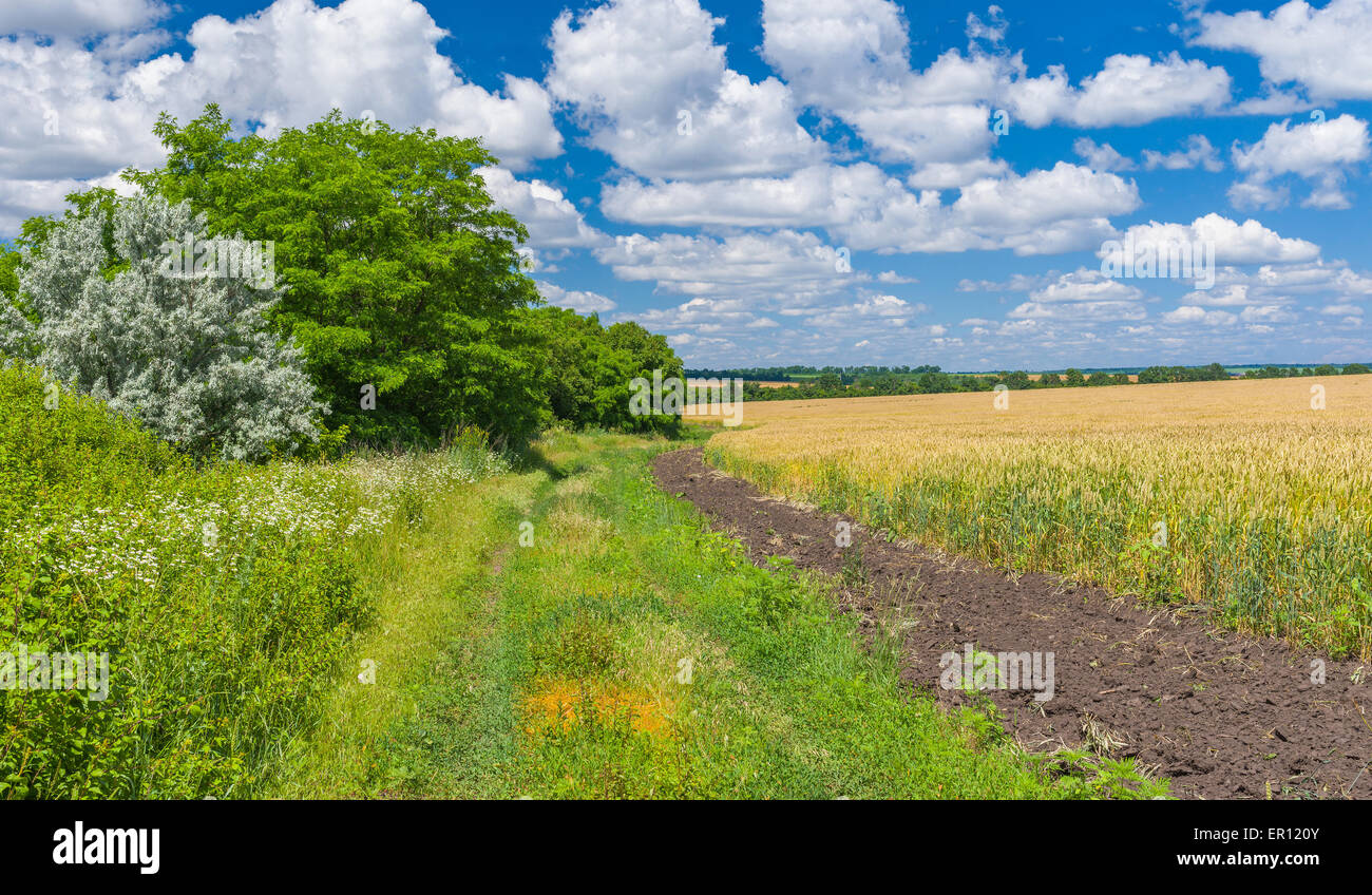 Ukrainian summer landscape with country road and planting on the edge ...