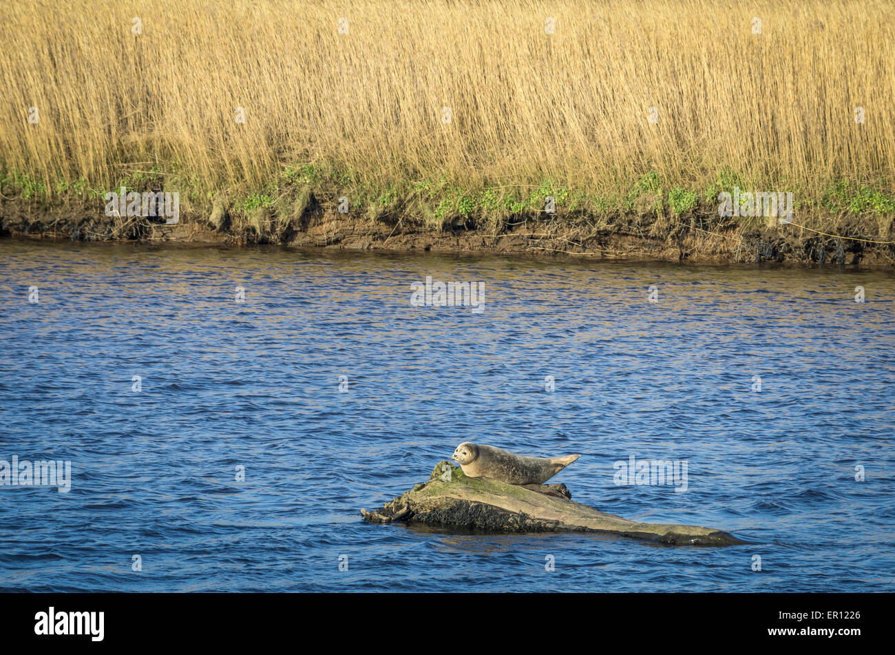 seal basking on a log Stock Photo - Alamy