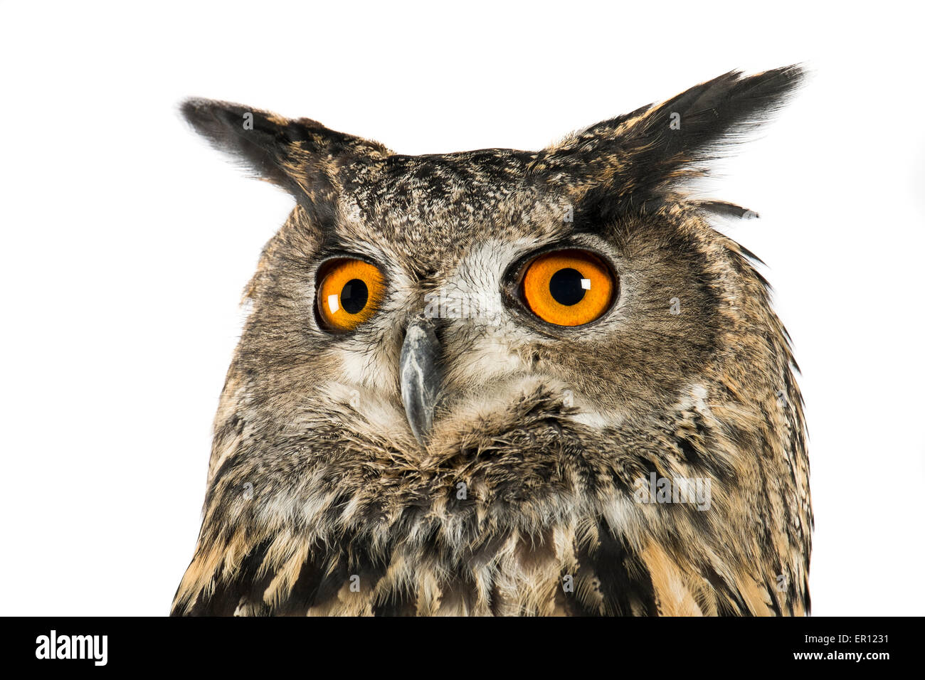 Barn owl head hi-res stock photography and images - Alamy