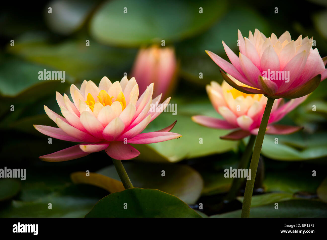 Lotus flower side view hi-res stock photography and images - Alamy
