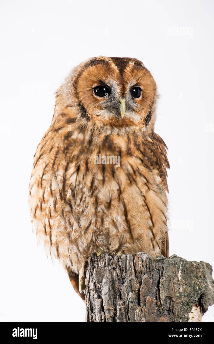 Owl pellets hi-res stock photography and images - Alamy
