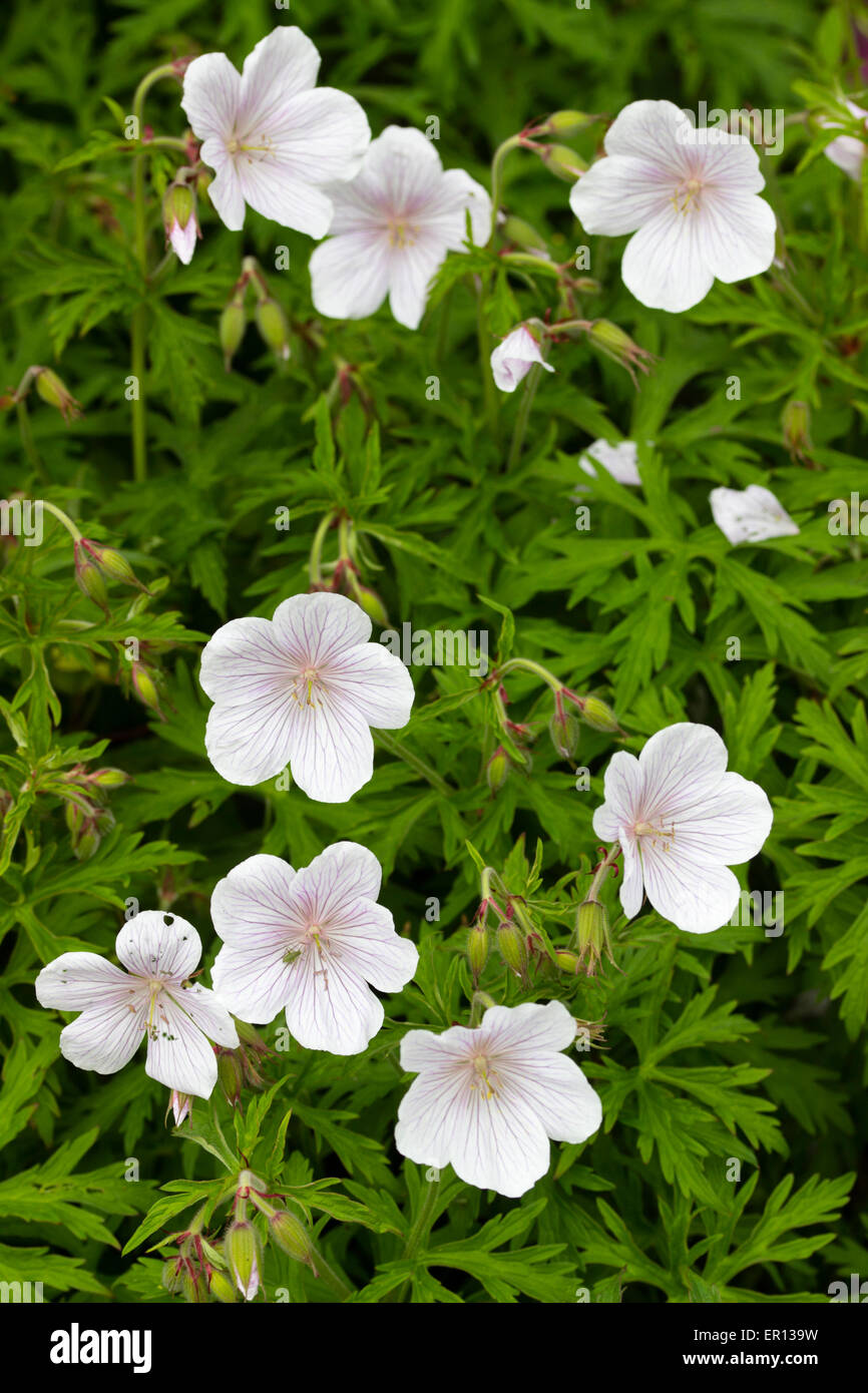 White flowers of the hardy geranium, Geranium clarkei 'Kashmir White ...