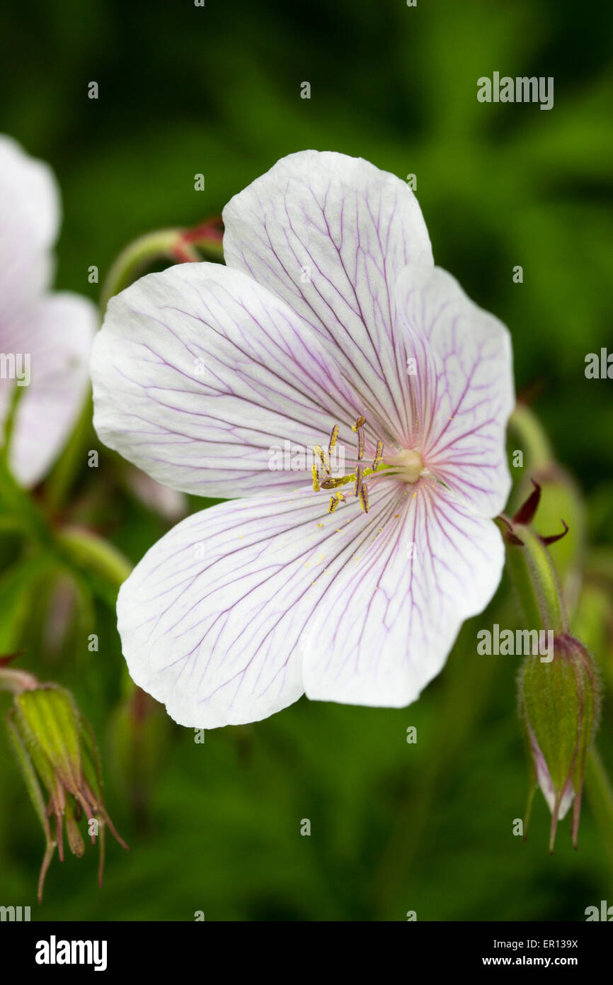 White flowers of the hardy geranium, Geranium clarkei 'Kashmir White ...