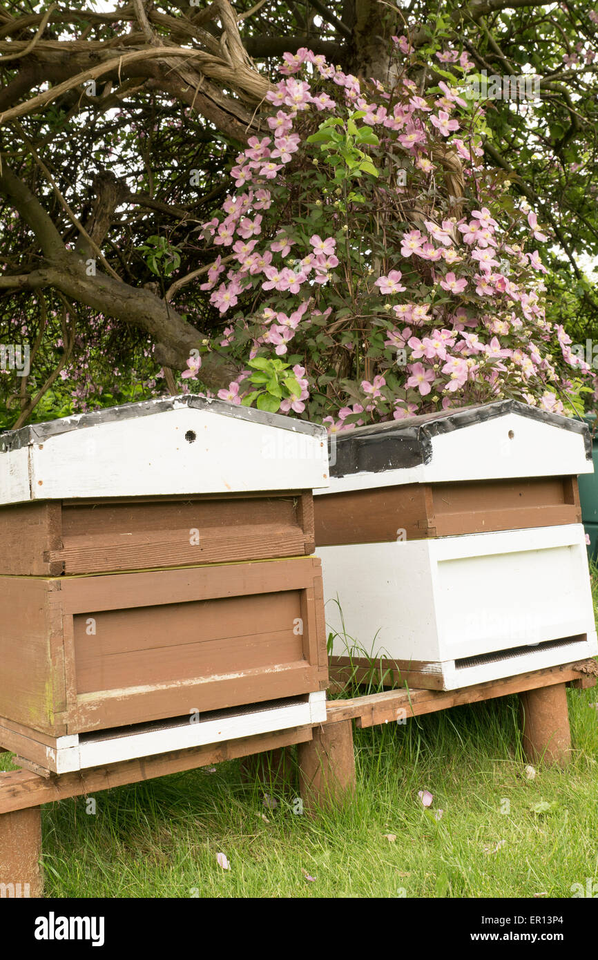 Hive bee hi-res stock photography and images - Alamy