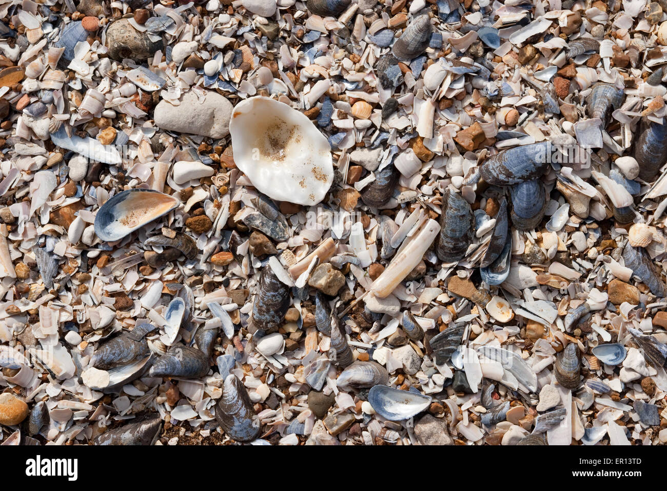 Empty seashells hi-res stock photography and images - Alamy