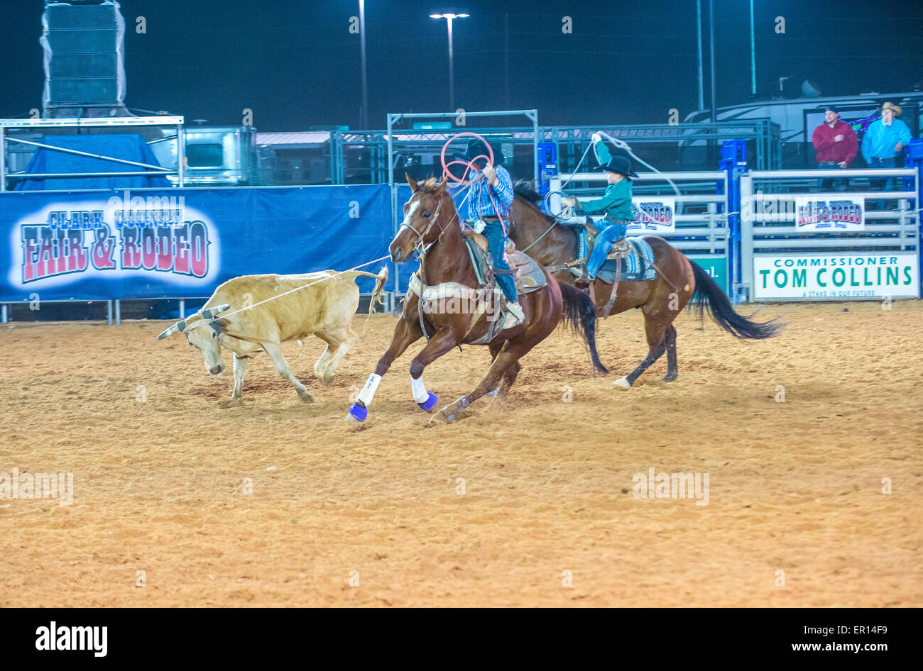 Cowboys Participating in a Calf roping Competition at the Helldorado ...