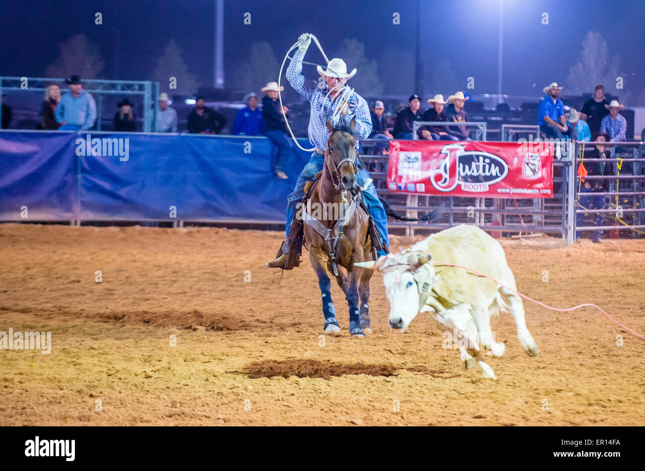 Cowboy Participating in a Calf roping Competition at the Helldorado ...