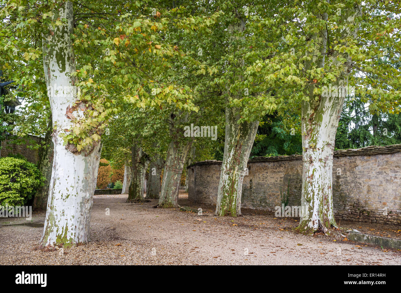 avenue of plane trees, Beaune, France Stock Photo - Alamy