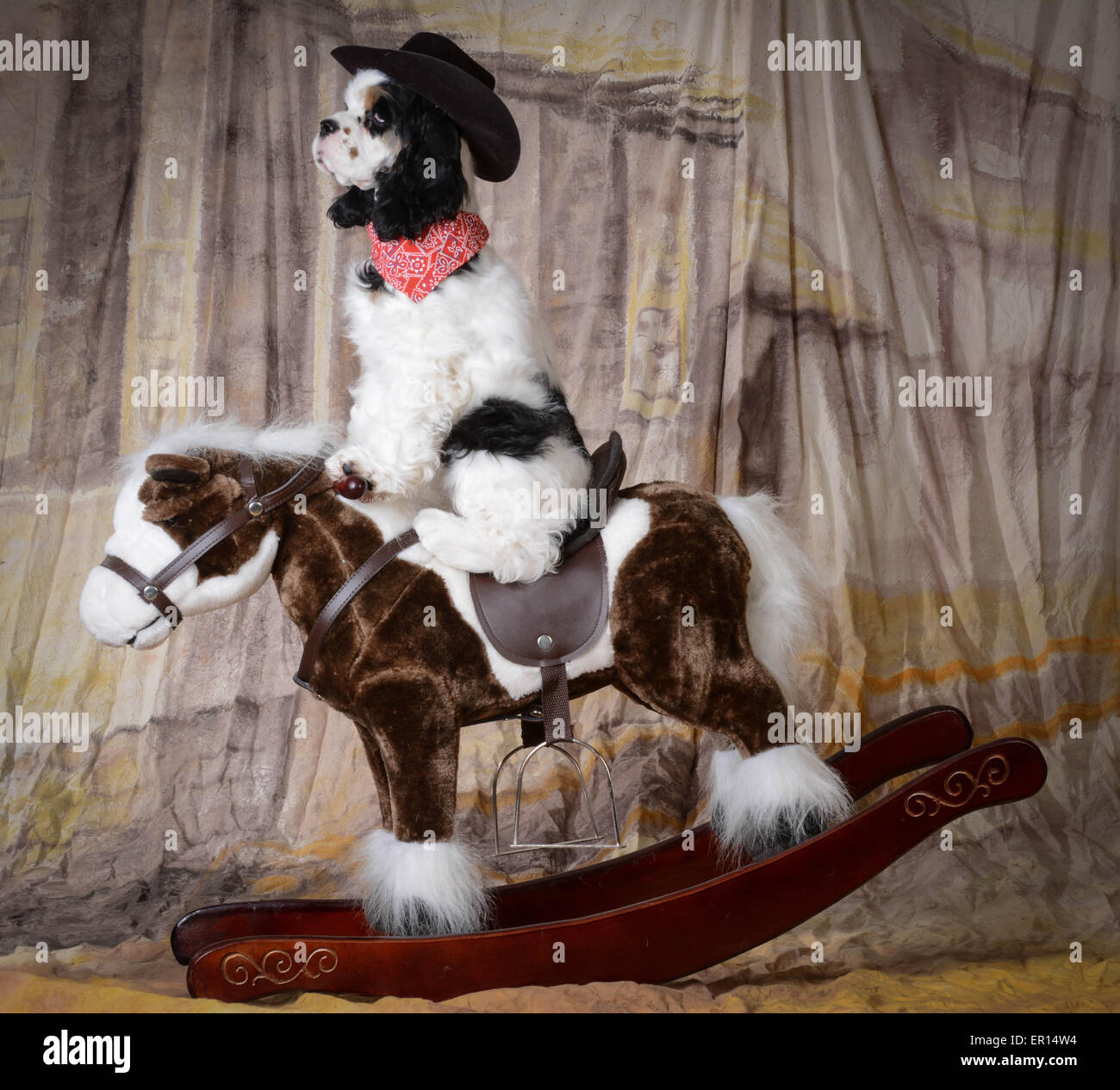 dog riding a rocking horse - american cocker spaniel puppy Stock Photo ...